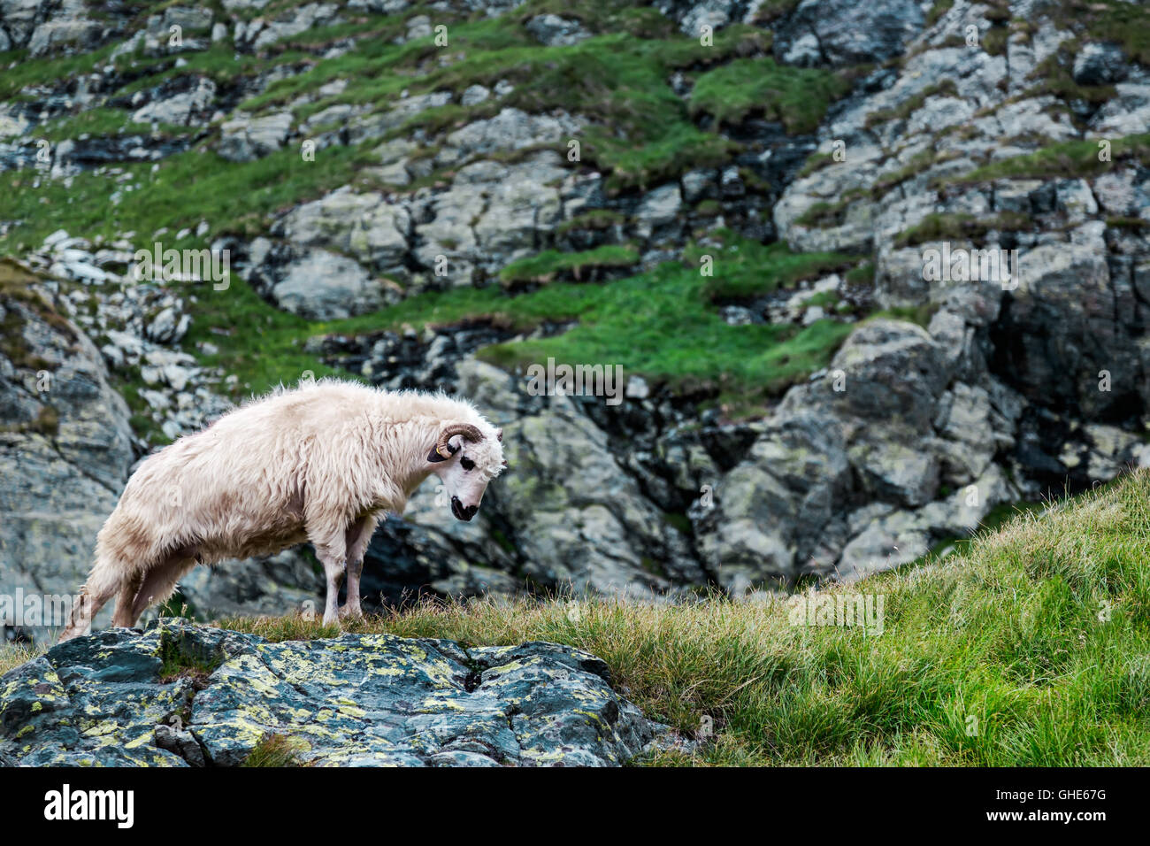 White ram standing on the rocks Stock Photo - Alamy