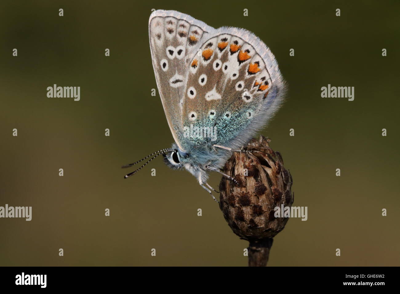 Male Common Blue Butterfly Stock Photo - Alamy