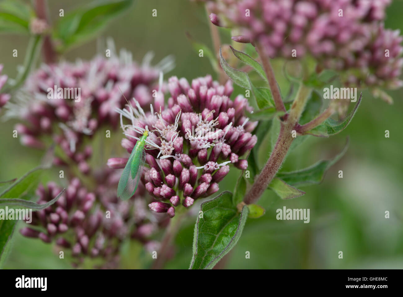 Lacewing insect hi-res stock photography and images - Alamy