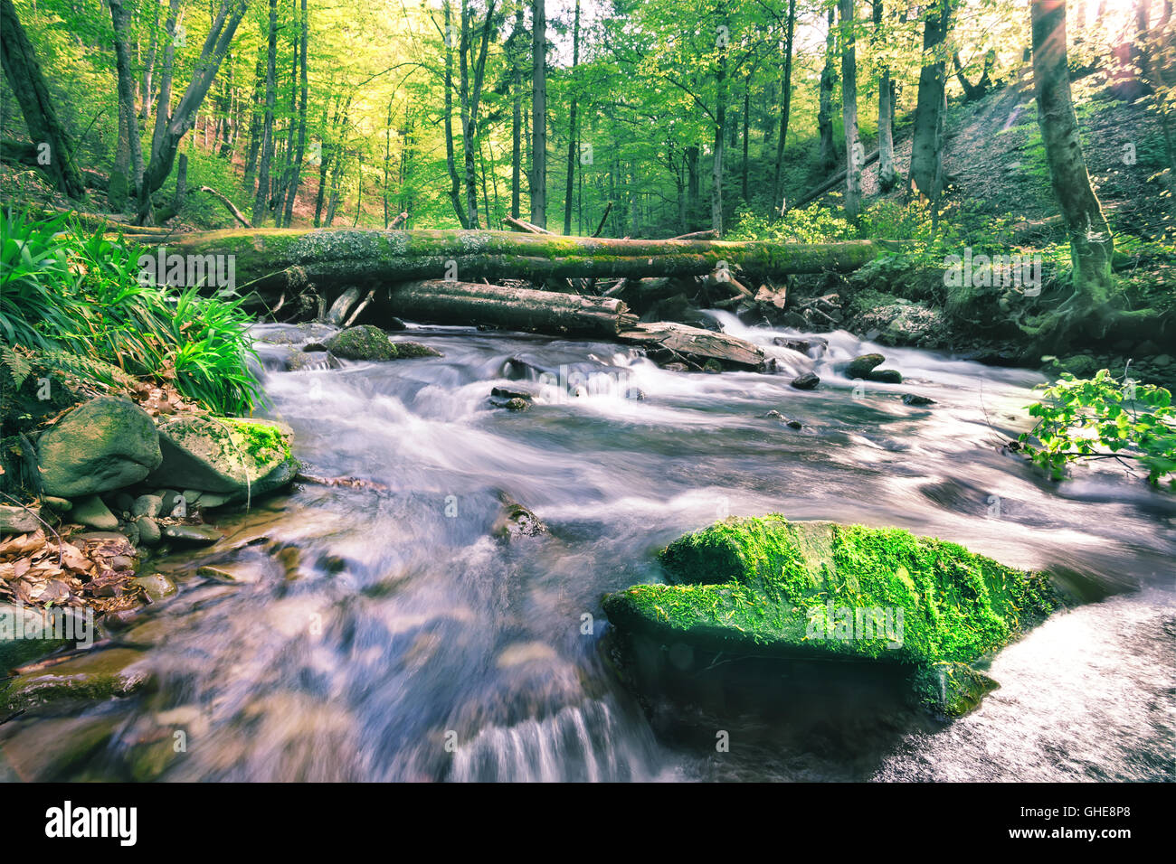 River in the forest surrounded by green trees Stock Photo - Alamy