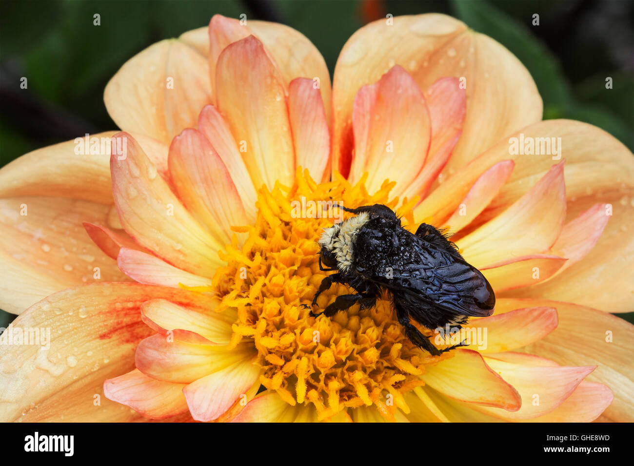 American Bumble Bee High Resolution Stock Photography and Images - Alamy