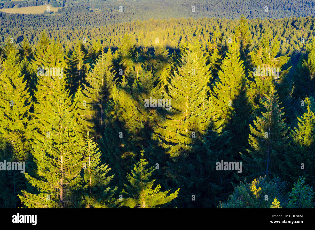 Spruce forest norway spruce picea hi-res stock photography and images - Alamy