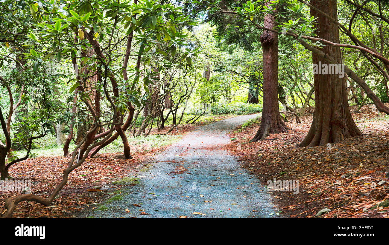 Rhododendron Forest Trail. Washington Park Arboretum, Seattle ...