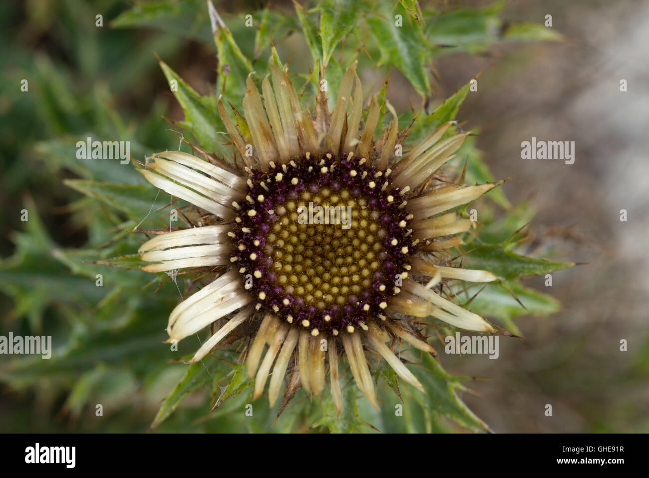 Thistle stalk hi-res stock photography and images - Alamy