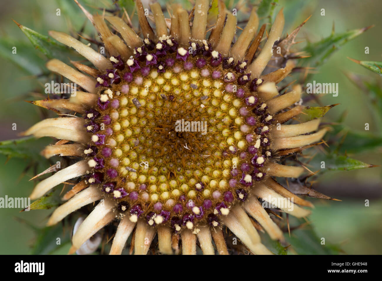 Spiny thistle stalk hi-res stock photography and images - Alamy