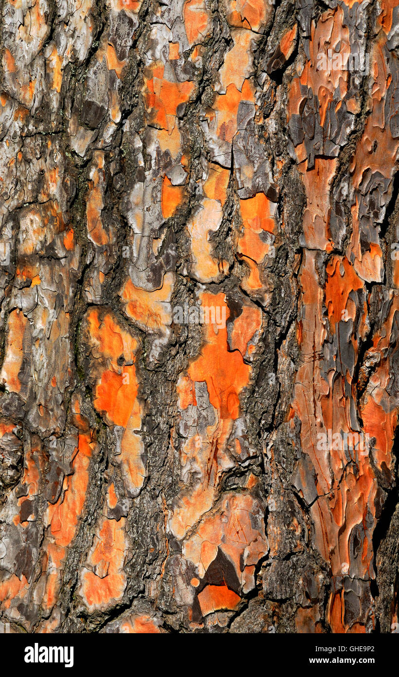 Tree with orange bark hi-res stock photography and images - Alamy