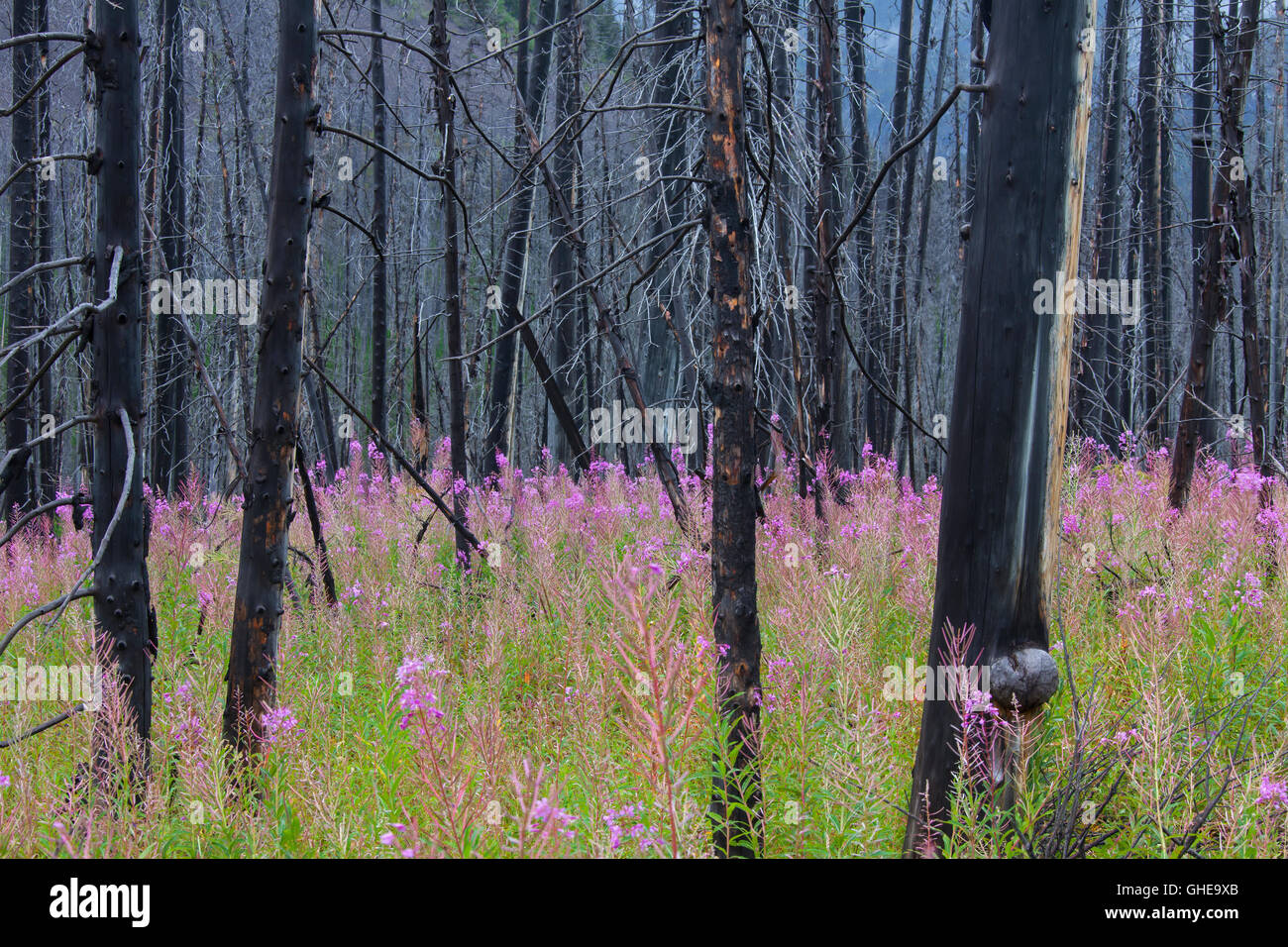 Fireweed / great willowherb thrives in forest among charred tree trunks ...