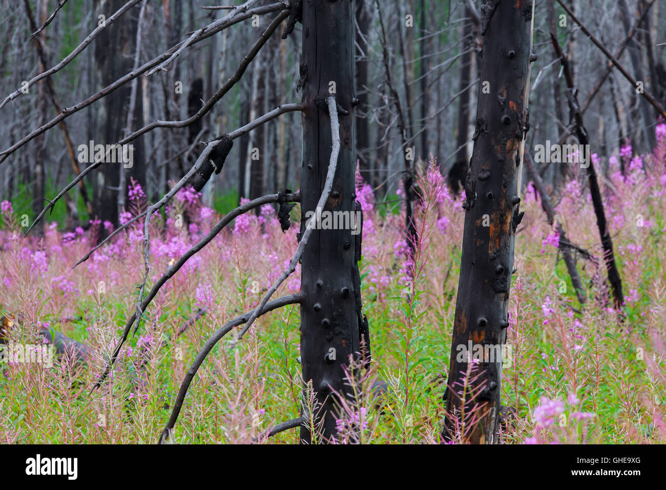 Fireweed / great willowherb thrives in forest among charred tree trunks ...