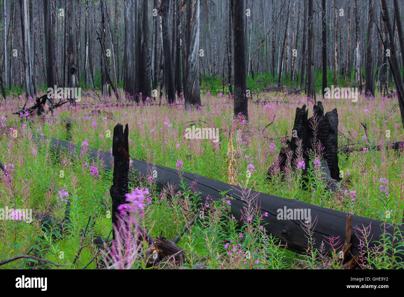 Fireweed / great willowherb thrives in forest among charred tree trunks ...