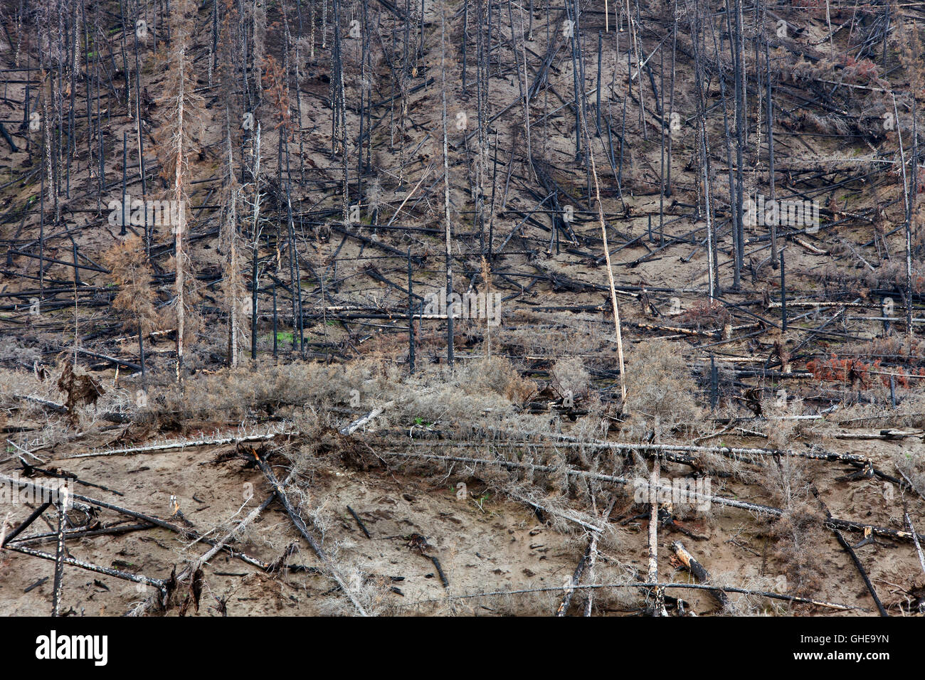 Charred tree trunks burned by forest fire, Jasper National Park ...