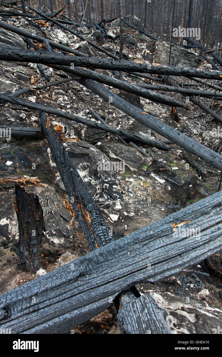 Charred tree trunks and scorched earth burned by forest fire, Jasper ...