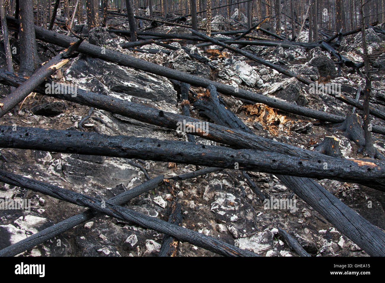 Charred tree trunks and scorched earth burned by forest fire, Jasper ...