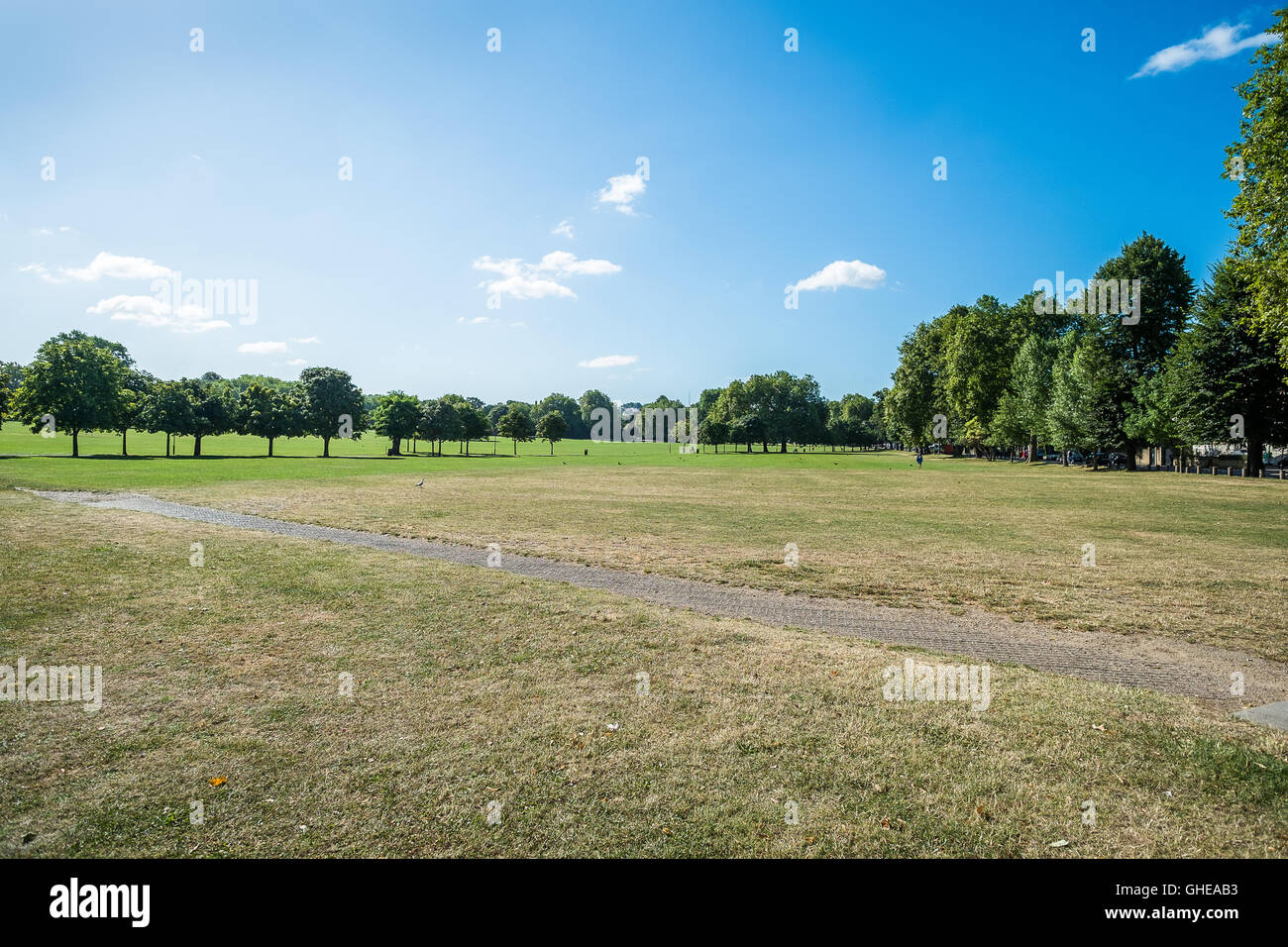 Rye common hi-res stock photography and images - Alamy
