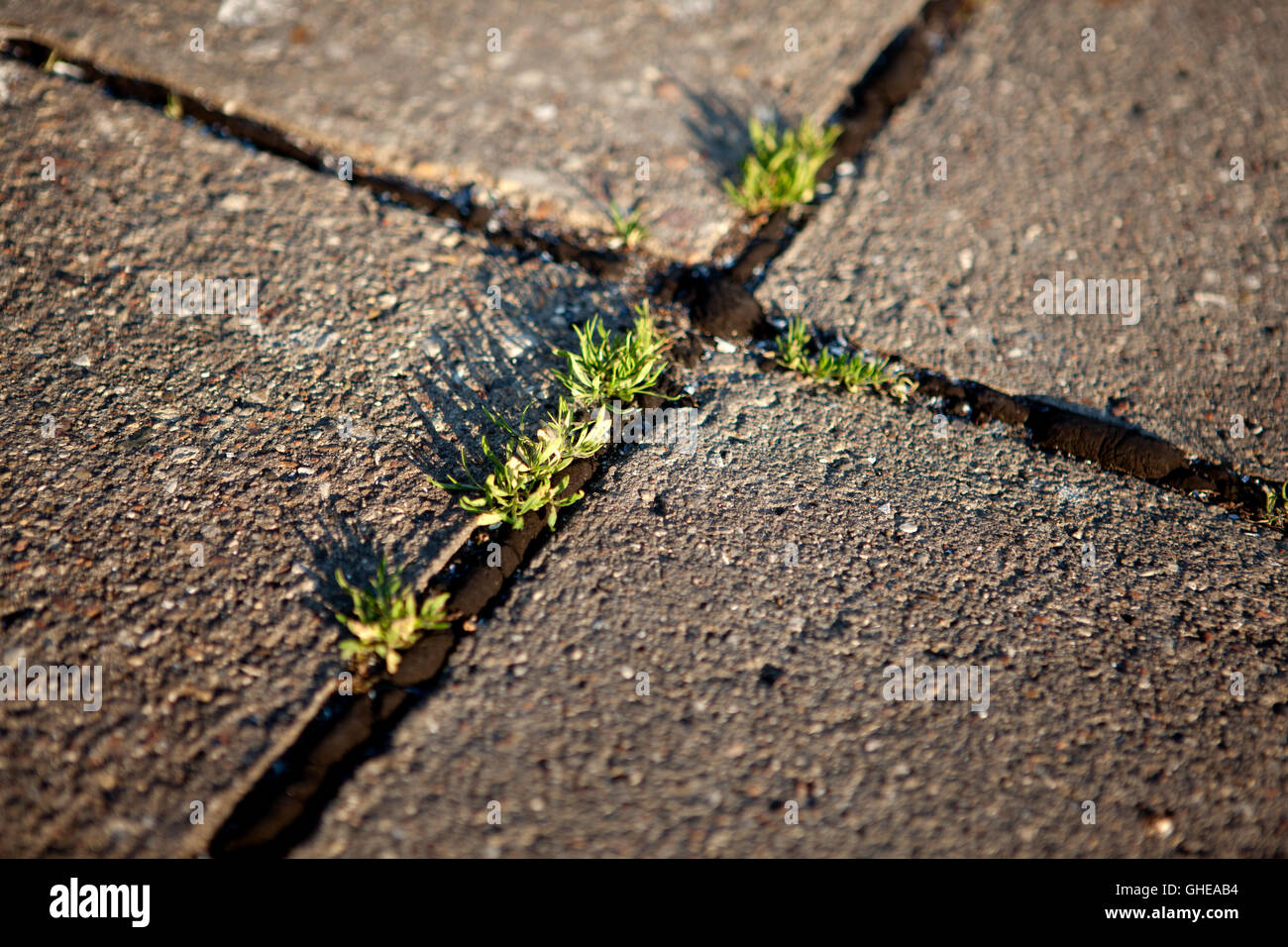 Grass growing in the cracks between garden tiles Stock Photo - Alamy