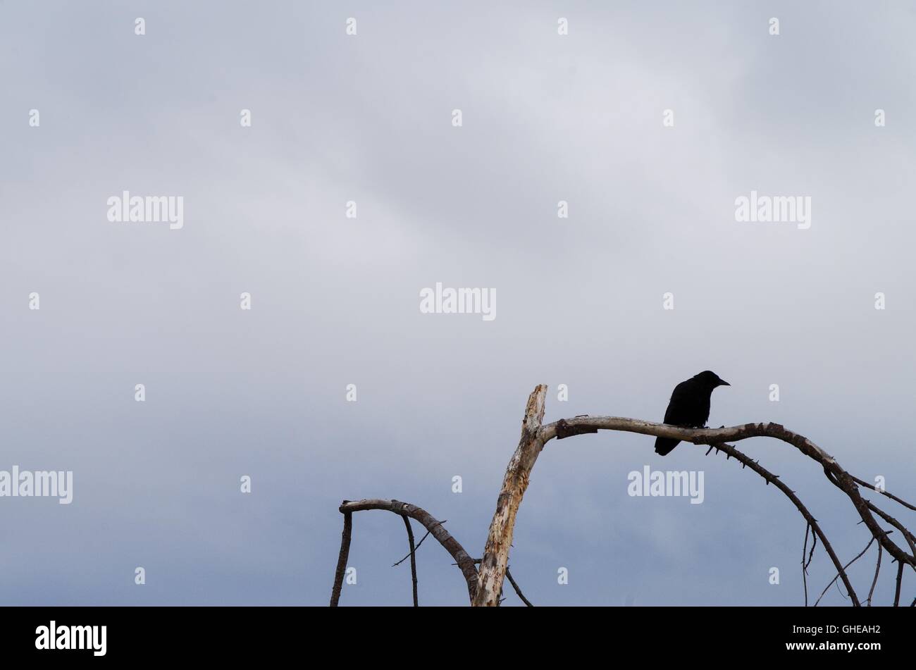 Raven b hi-res stock photography and images - Alamy