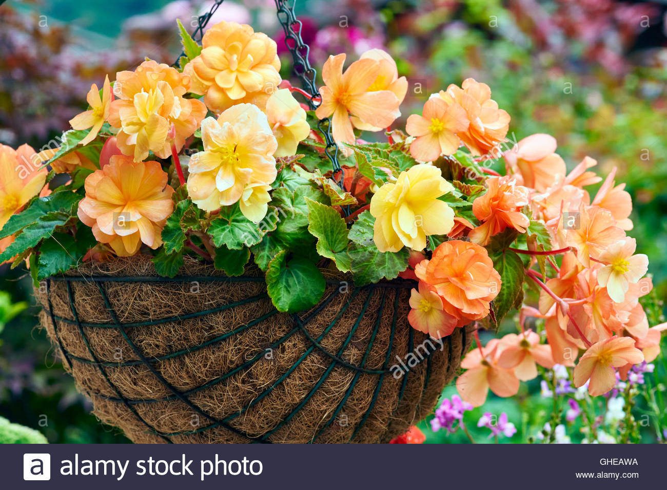 Begonia Tuberhybrida High Resolution Stock Photography and Images - Alamy