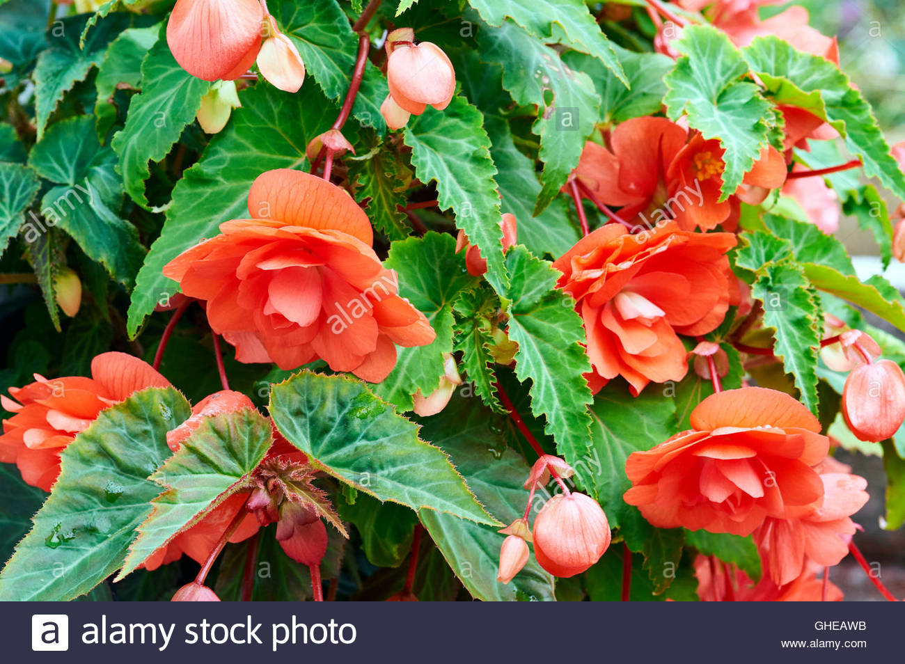 Begonia Apricot Shades High Resolution Stock Photography and Images - Alamy