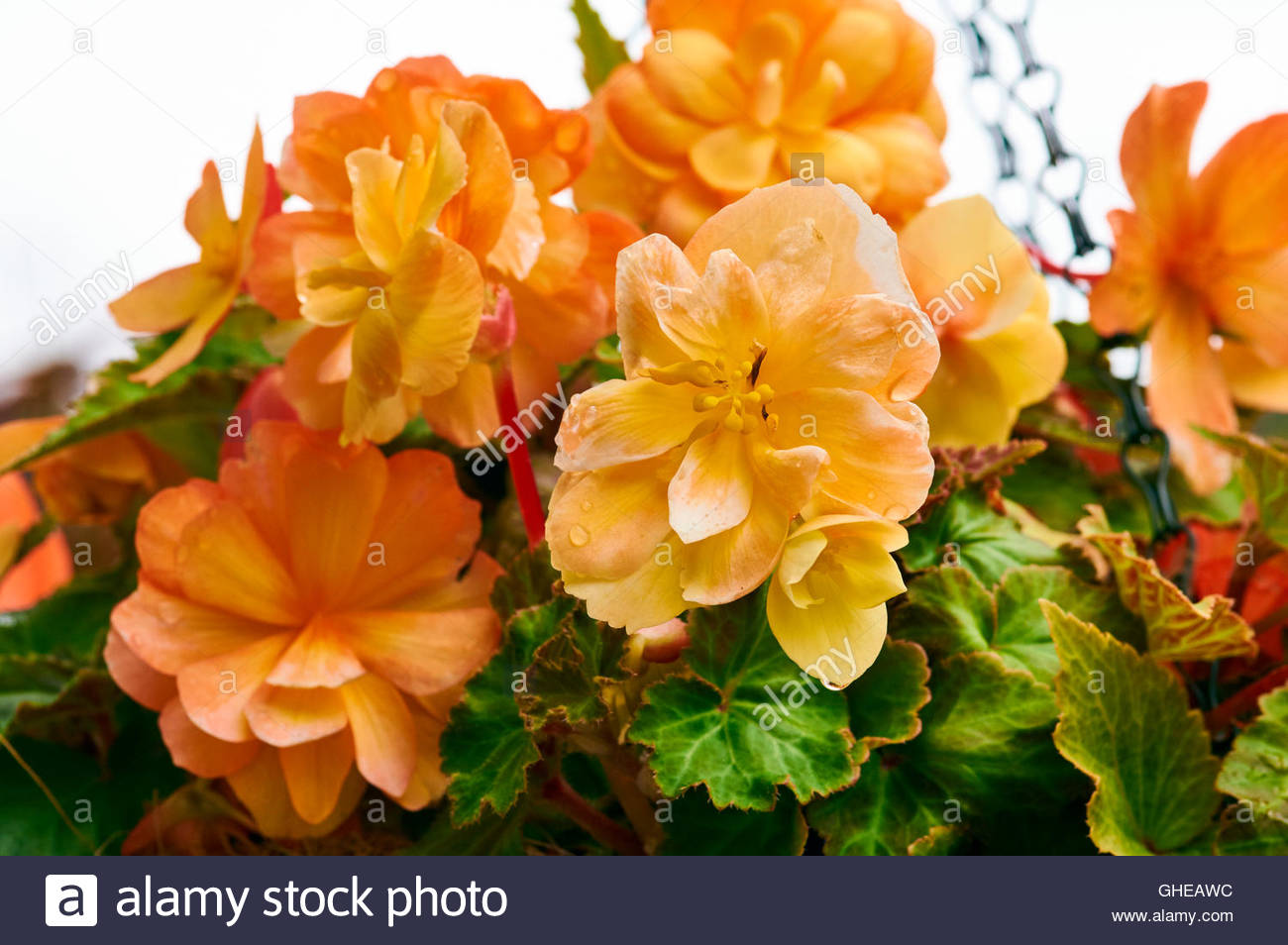 Begonia Tuberhybrida High Resolution Stock Photography and Images - Alamy