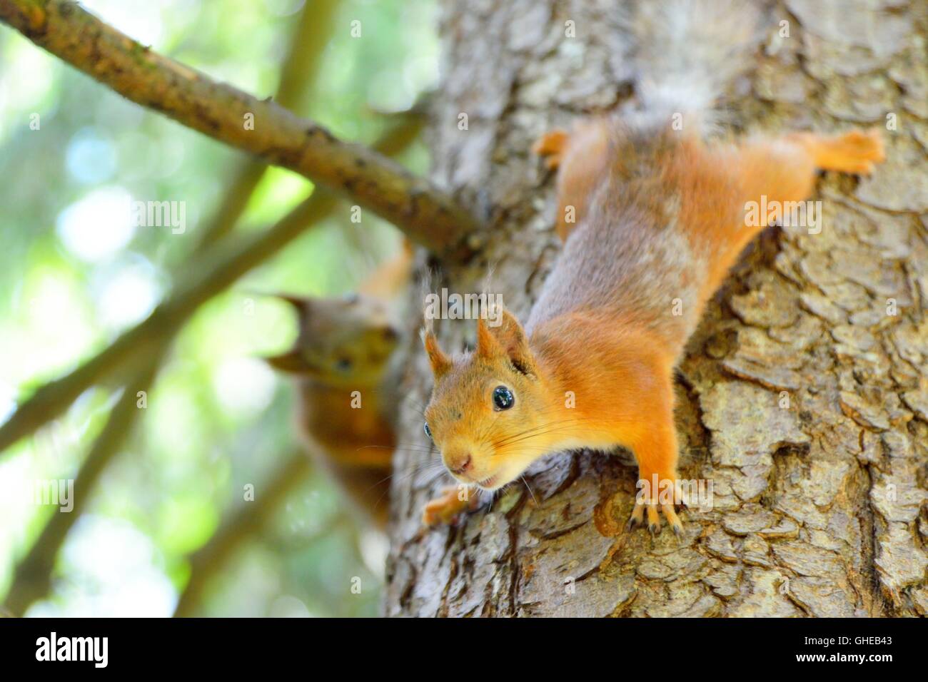 Squirrels in a tree hi-res stock photography and images - Alamy