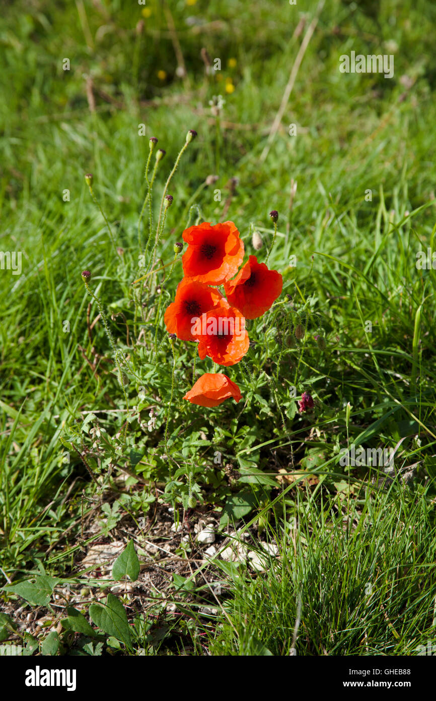 Poppies growing on the fringe of an arable field of crops near Kings ...