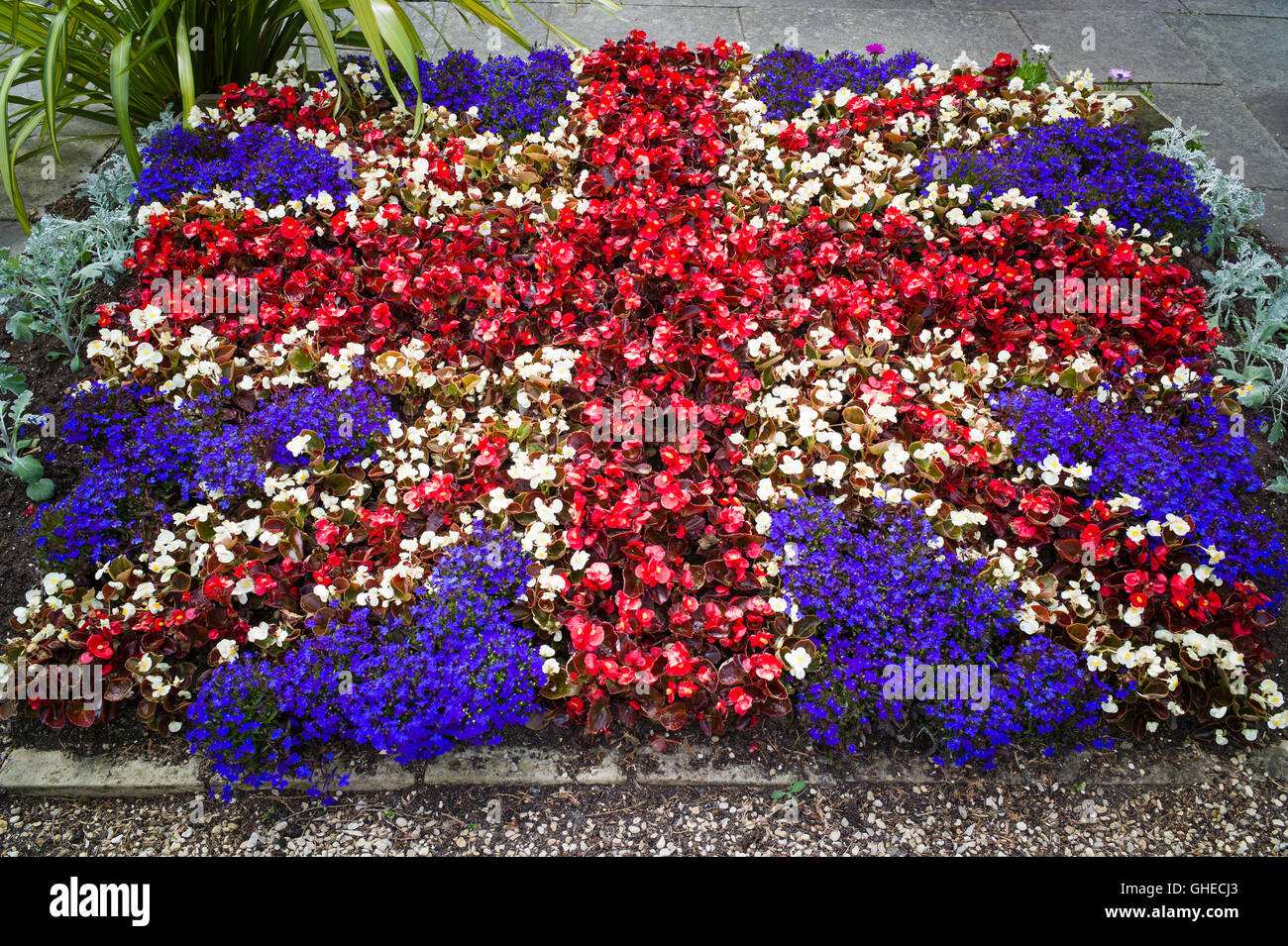 Bed of lobelia hi-res stock photography and images - Alamy