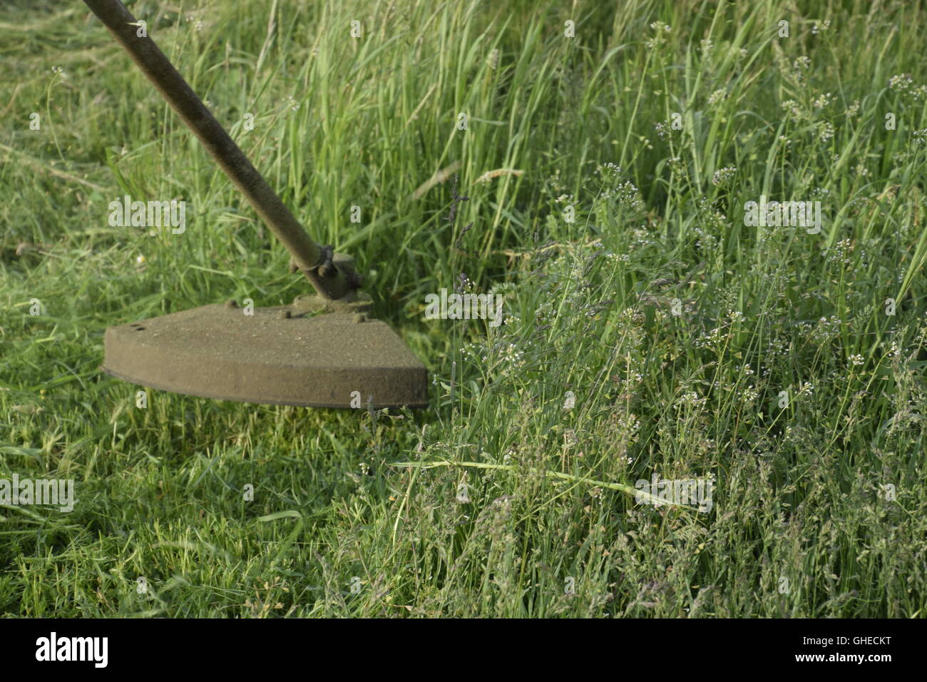 Mowing green grass using a fishing line trimmer. Application trimmers ...