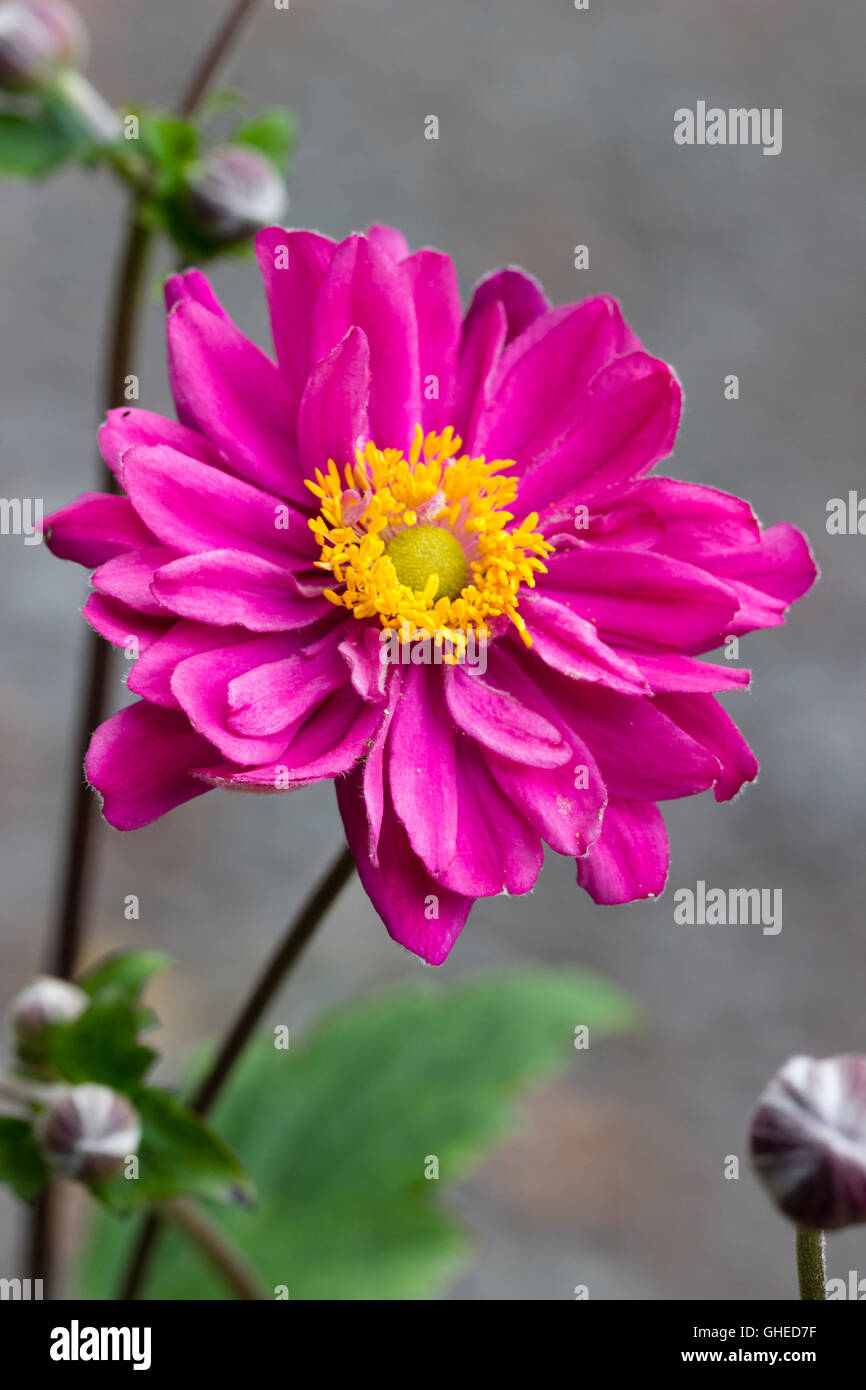 Rich pink double flower of the late summer blooming Japanese anemone ...