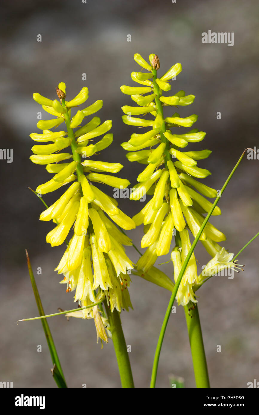 Twin flower heads of the lemon yellow torch lily, Kniphofia 'Lemon ...