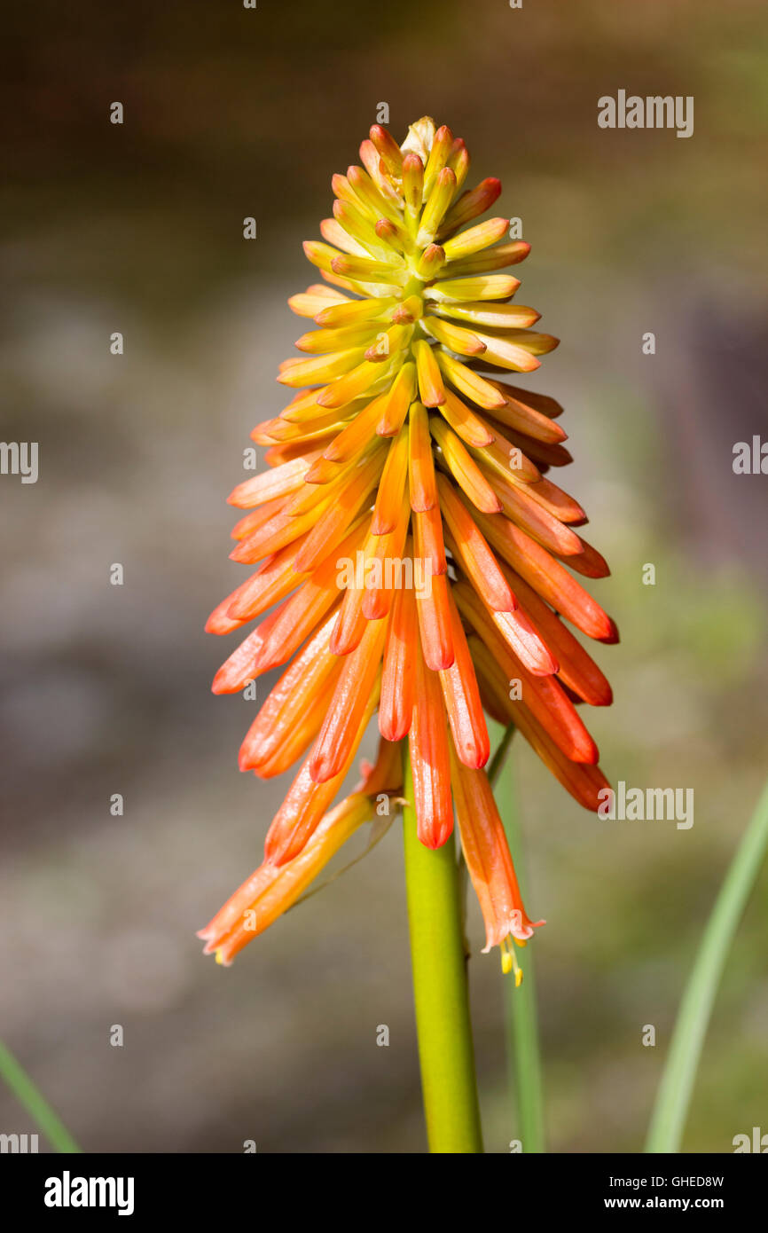 Orange-yellow flowers of the hybrid torch lily, Kniphofia 'Papaya ...
