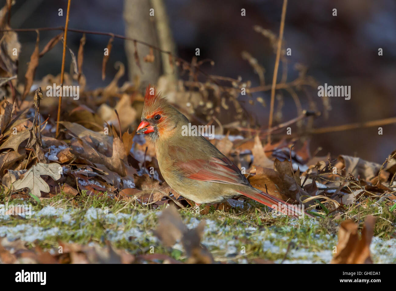 Female northern cardinal in snow hi-res stock photography and images ...