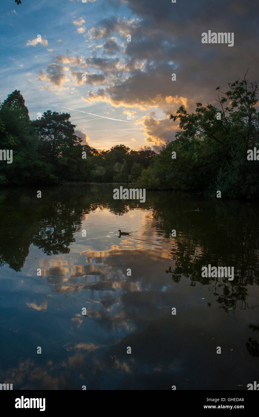 A moorhen in a london park lake Stock Photo - Alamy