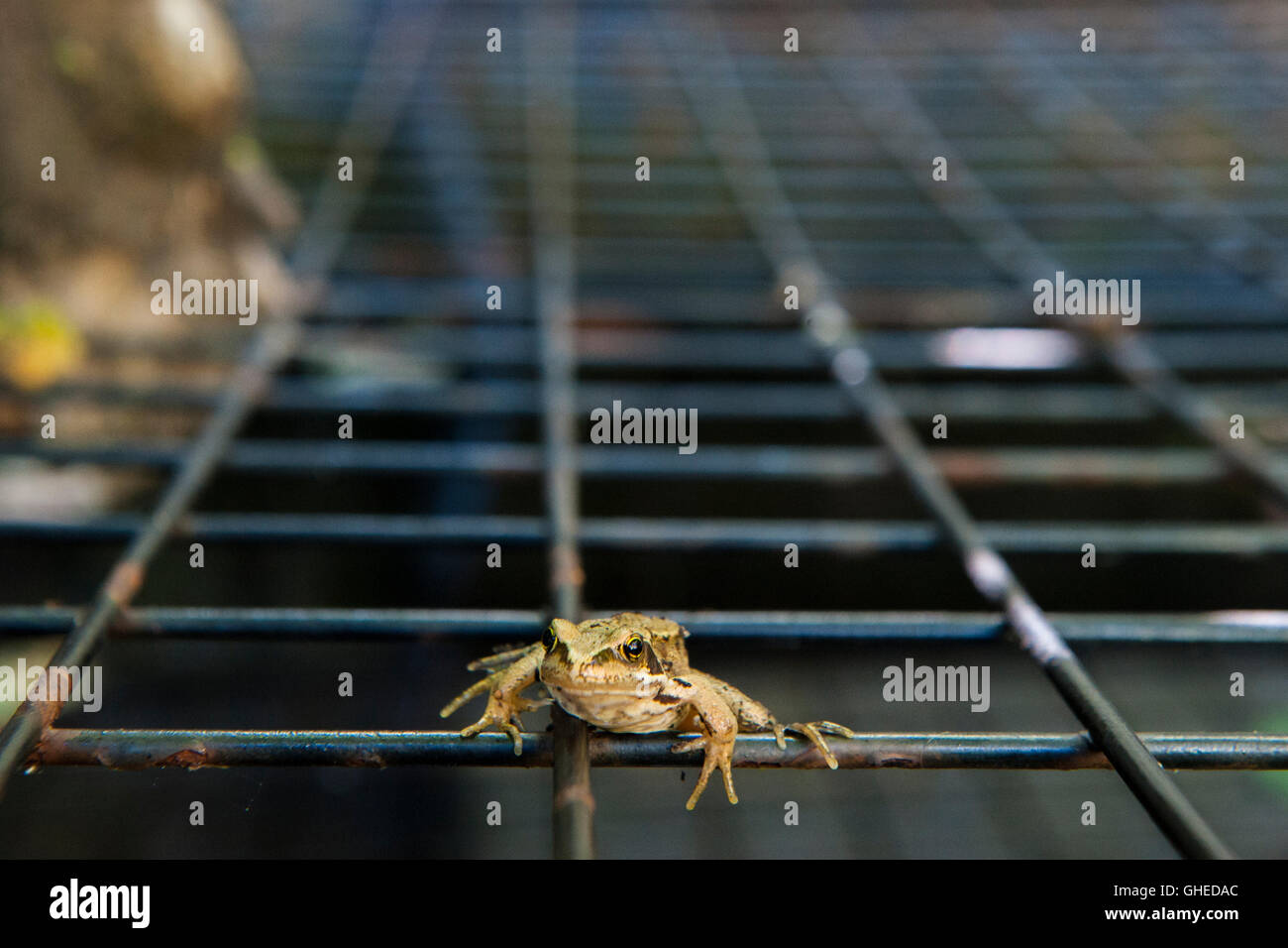 ra small, happy frog relaxing on a metal grid Stock Photo - Alamy