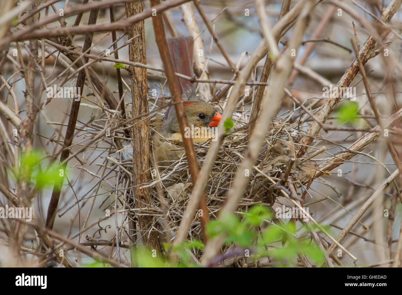 Cardinal nest hi-res stock photography and images - Alamy