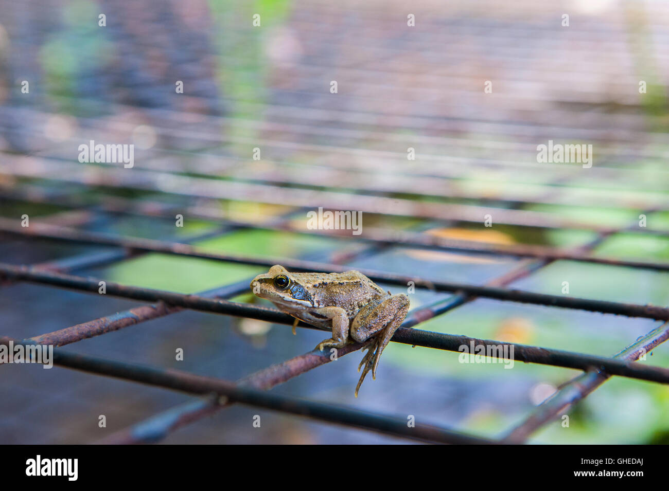 ra small, happy frog relaxing on a metal grid Stock Photo - Alamy