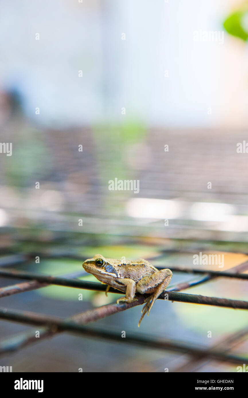 ra small, happy frog relaxing on a metal grid Stock Photo - Alamy
