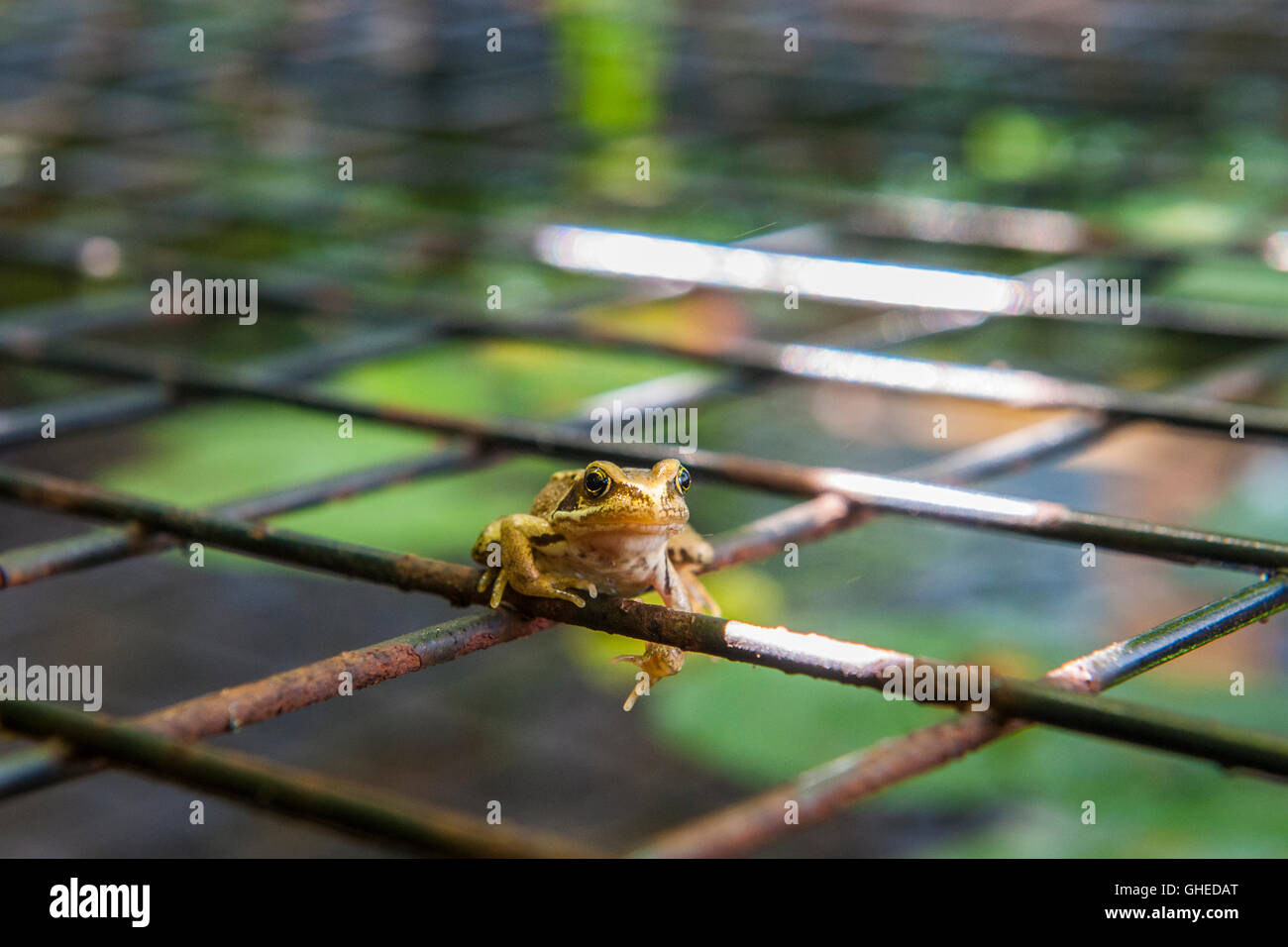 ra small, happy frog relaxing on a metal grid Stock Photo - Alamy