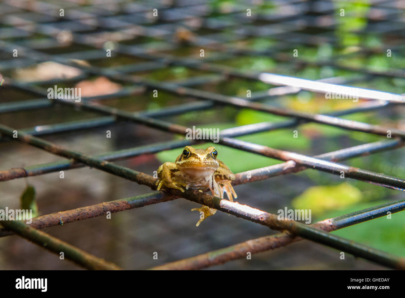 ra small, happy frog relaxing on a metal grid Stock Photo - Alamy