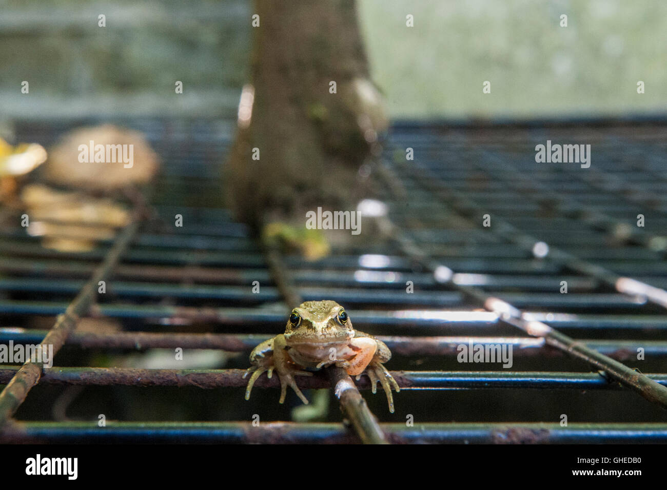 ra small, happy frog relaxing on a metal grid Stock Photo - Alamy