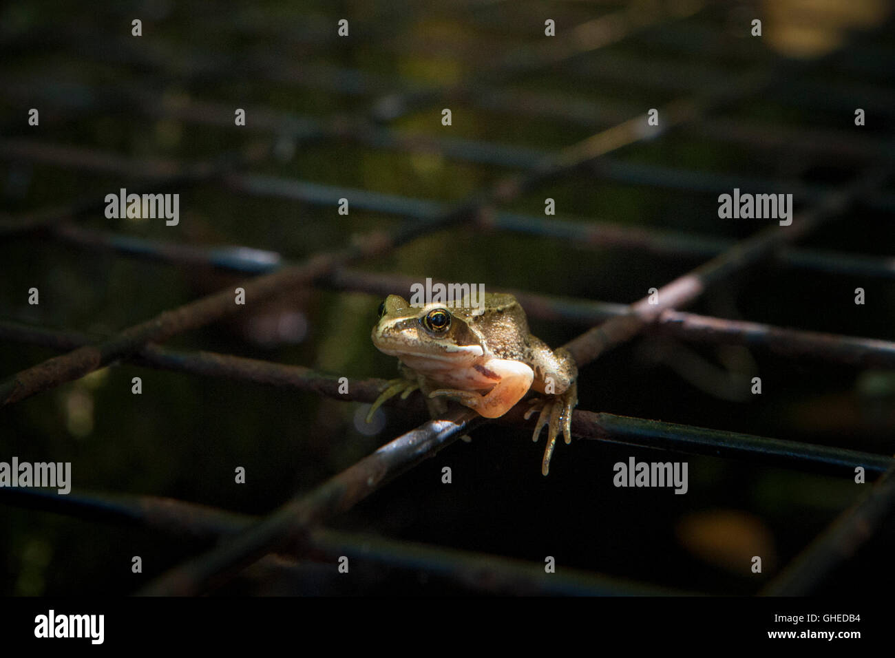ra small, happy frog relaxing on a metal grid Stock Photo - Alamy