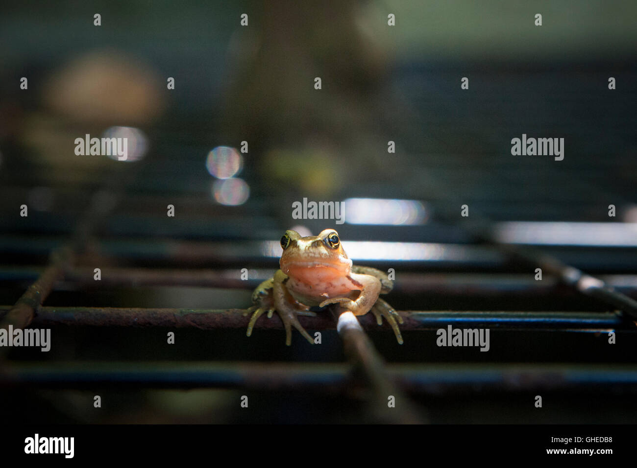 ra small, happy frog relaxing on a metal grid Stock Photo - Alamy