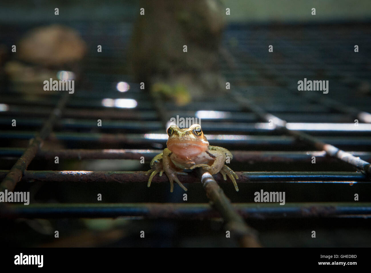 ra small, happy frog relaxing on a metal grid Stock Photo - Alamy