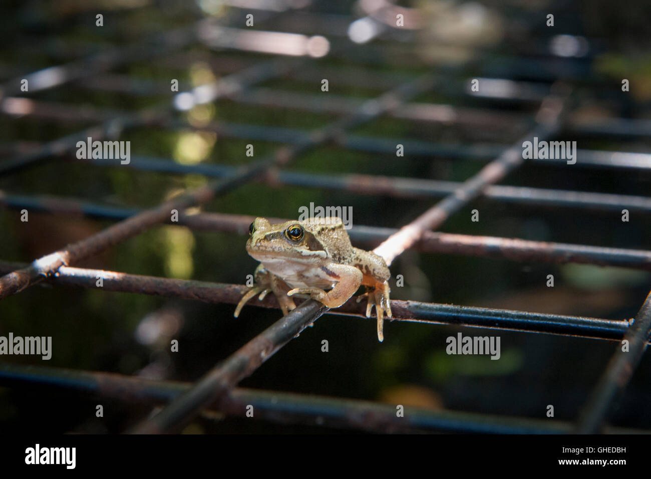 Big frog small hi-res stock photography and images - Alamy