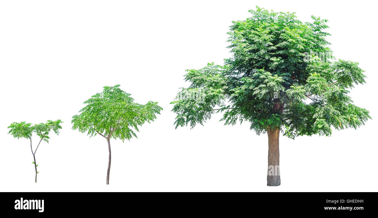 Growing Tree Stages