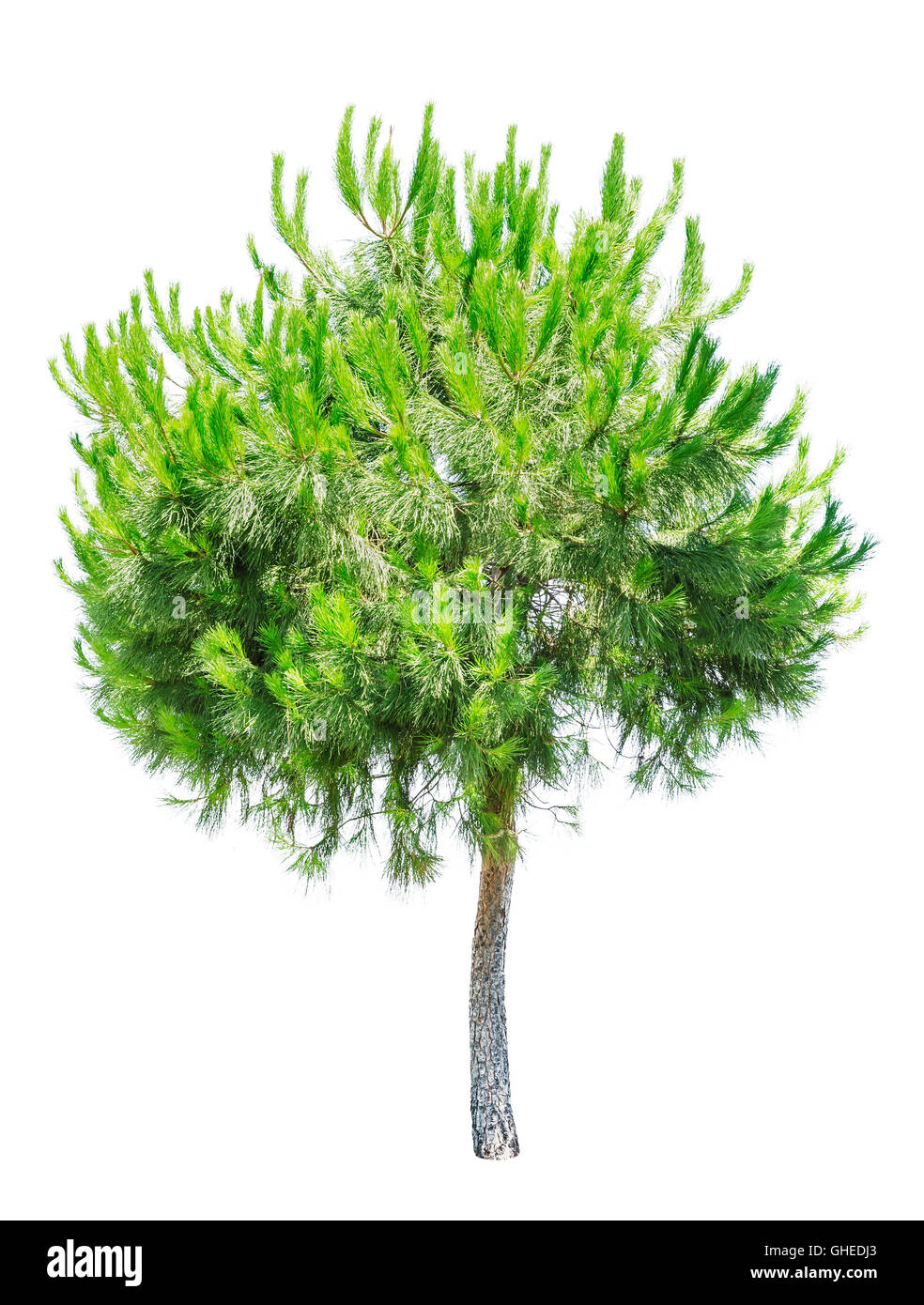 Little tree on Cut Out Stock Images & Pictures - Alamy