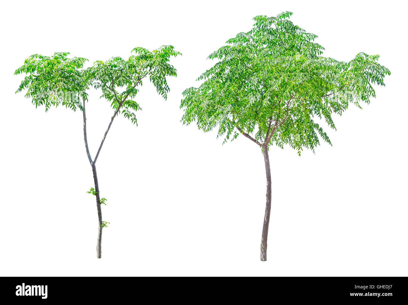 Small green trees isolated on white background. Young sapling with ...