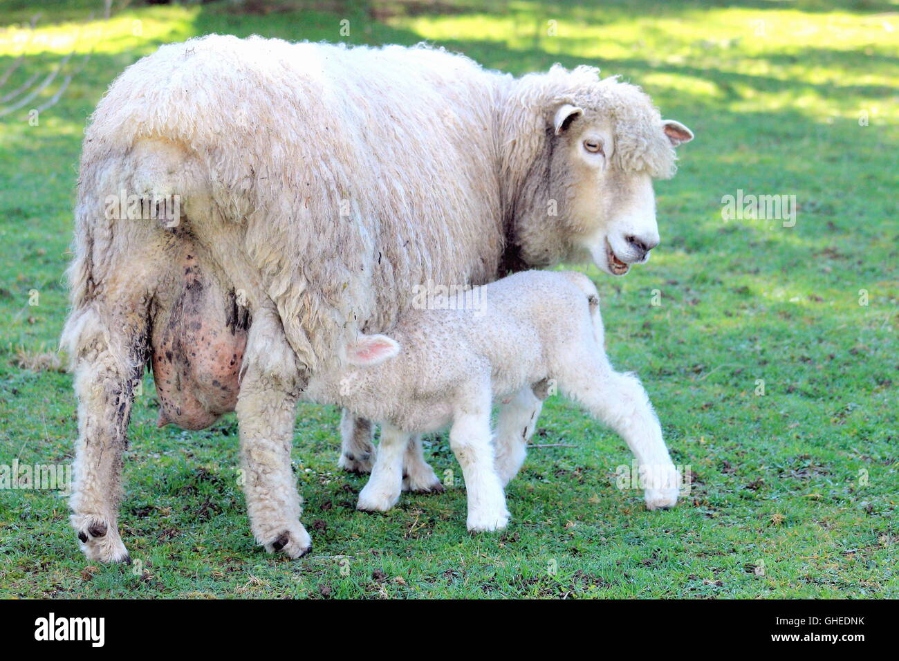 Dairy lamb hi-res stock photography and images - Alamy