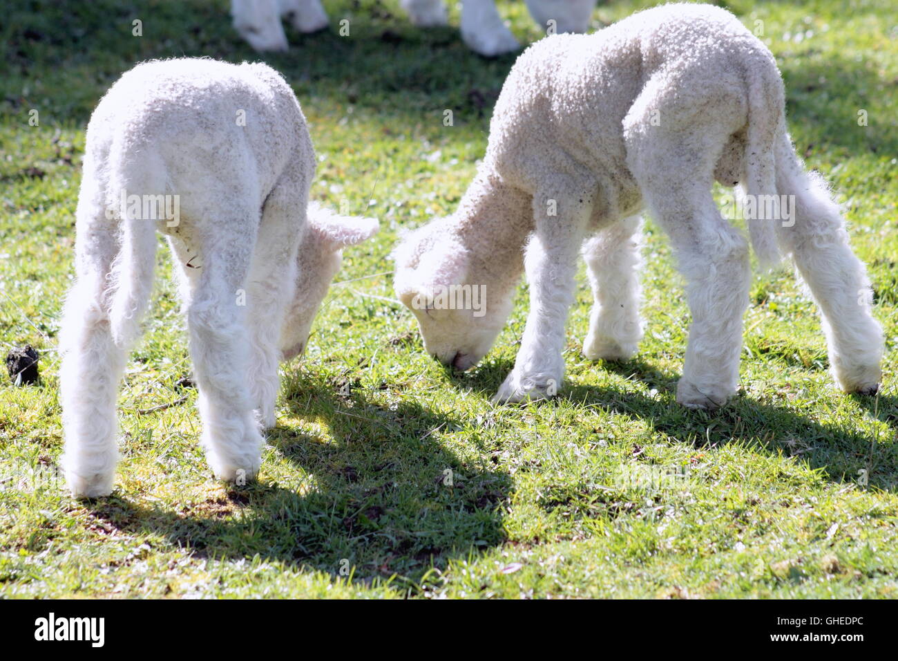 Twin lamb hi-res stock photography and images - Alamy