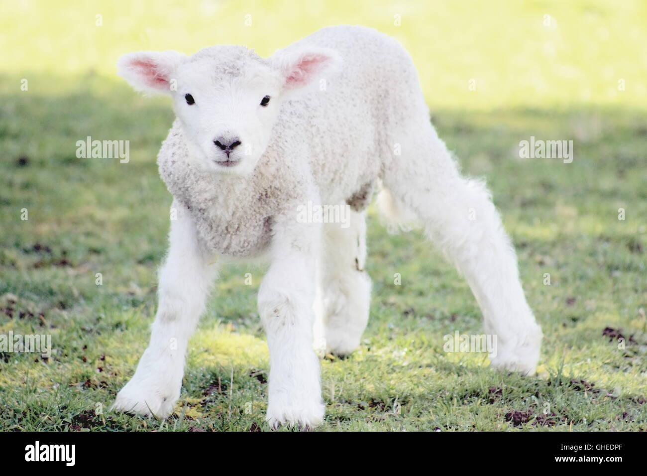 Cute Spring Lamb High Resolution Stock Photography and Images - Alamy