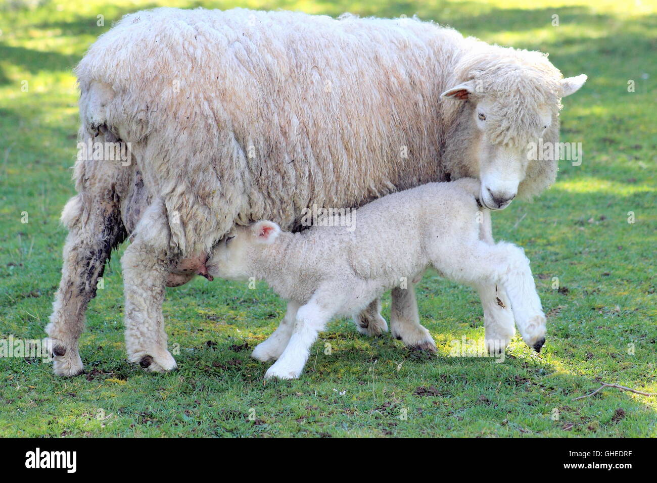 Dairy lamb hi-res stock photography and images - Alamy
