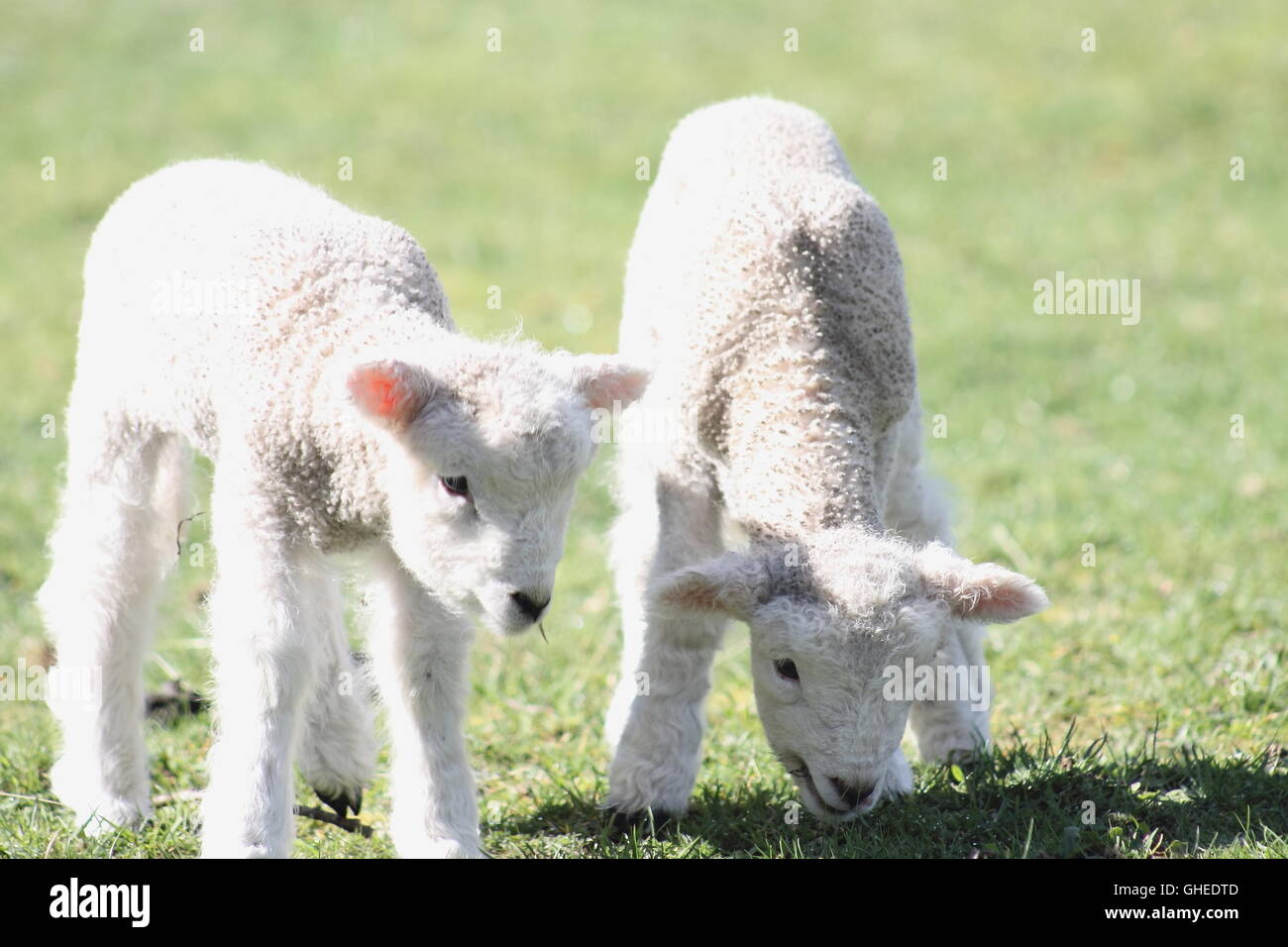 Twin lamb hi-res stock photography and images - Alamy
